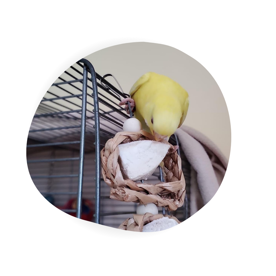 Bird Care Products – BudgieUniverse