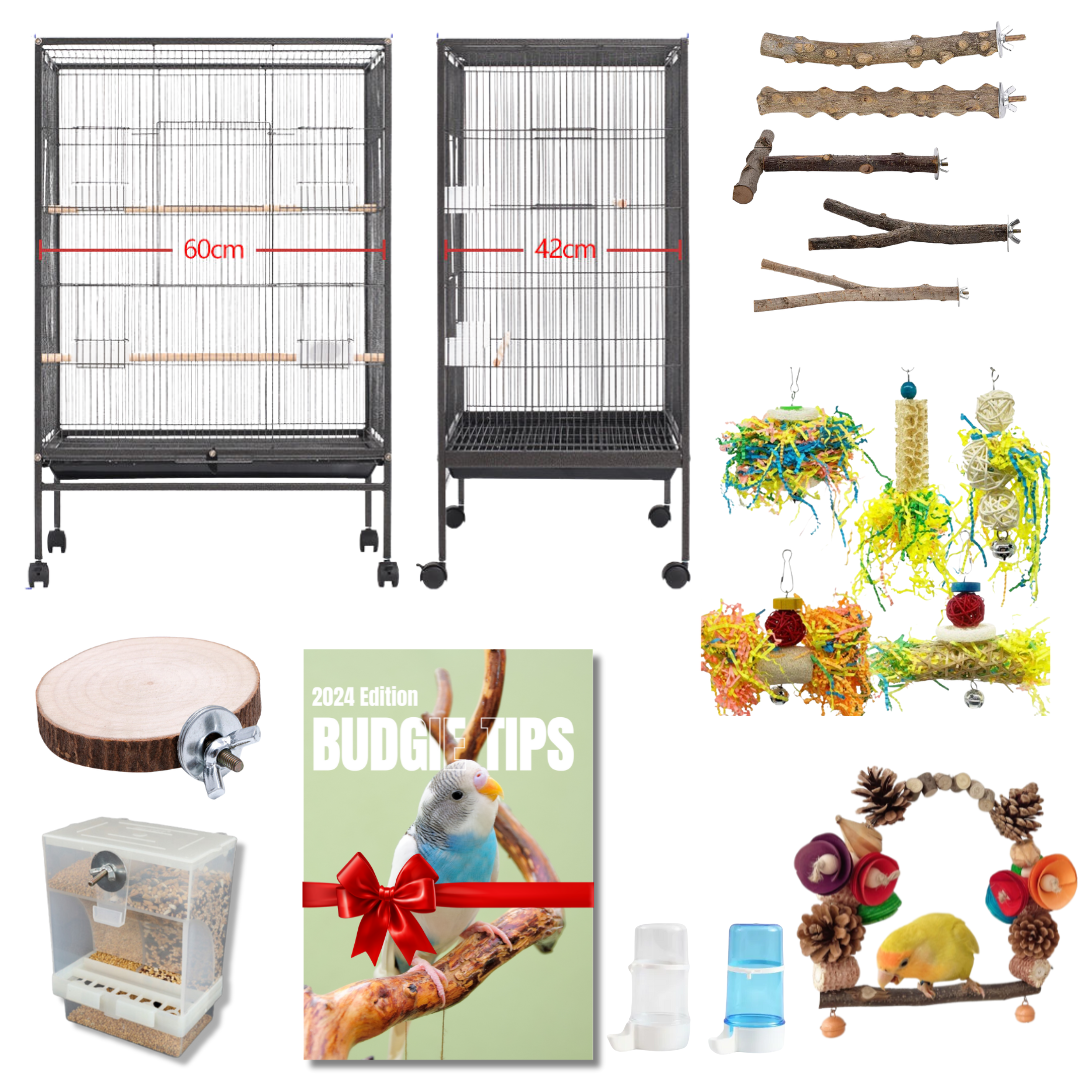 Bird Starter Pack – BudgieUniverse